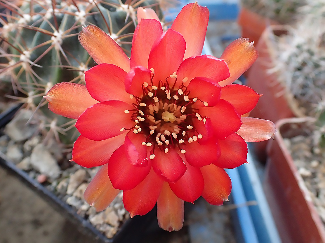 Lobivia grandiflora :: Kaktusy-sukulenty-masozravky