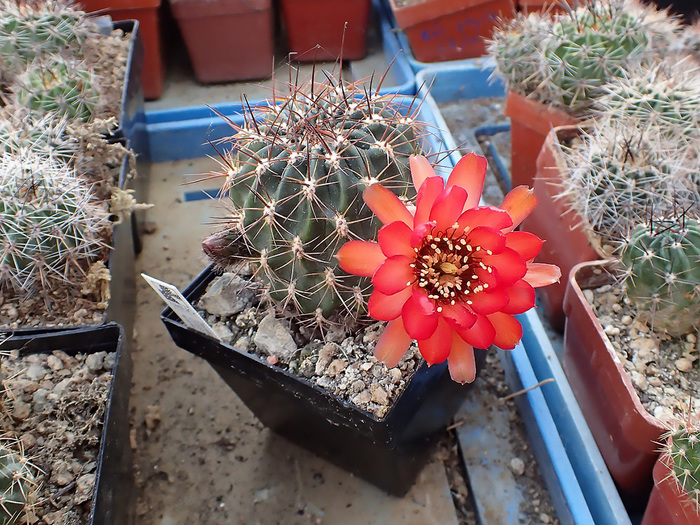 Lobivia grandiflora :: Kaktusy-sukulenty-masozravky