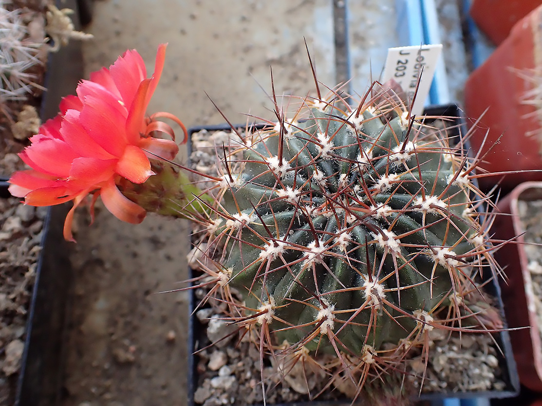 Lobivia grandiflora :: Kaktusy-sukulenty-masozravky