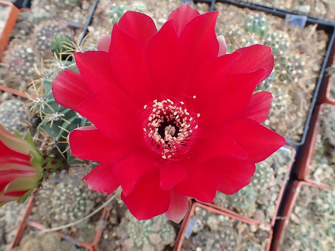 Lobivia cinnabarina - variety :: Kaktusy-sukulenty-masozravky