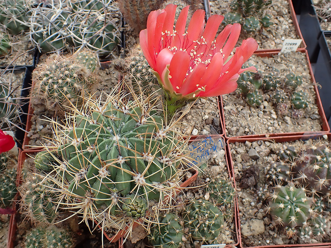 Lobivia cinnabarina - variety :: Kaktusy-sukulenty-masozravky