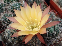 Lobivia ferox :: Kaktusy-sukulenty-masozravky