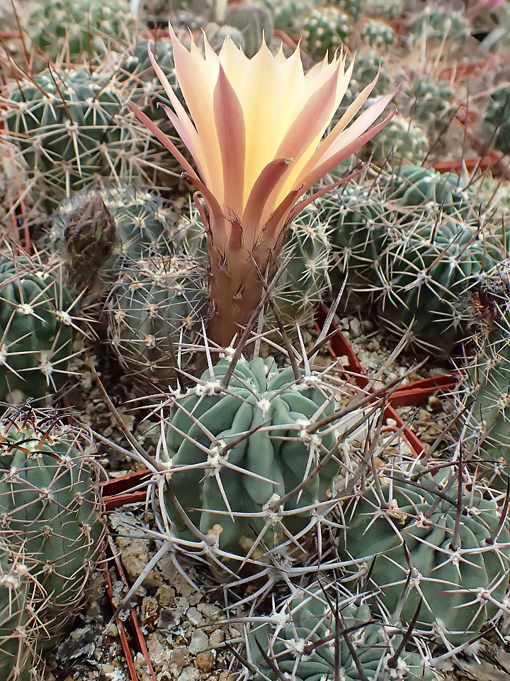 Lobivia ferox :: Kaktusy-sukulenty-masozravky