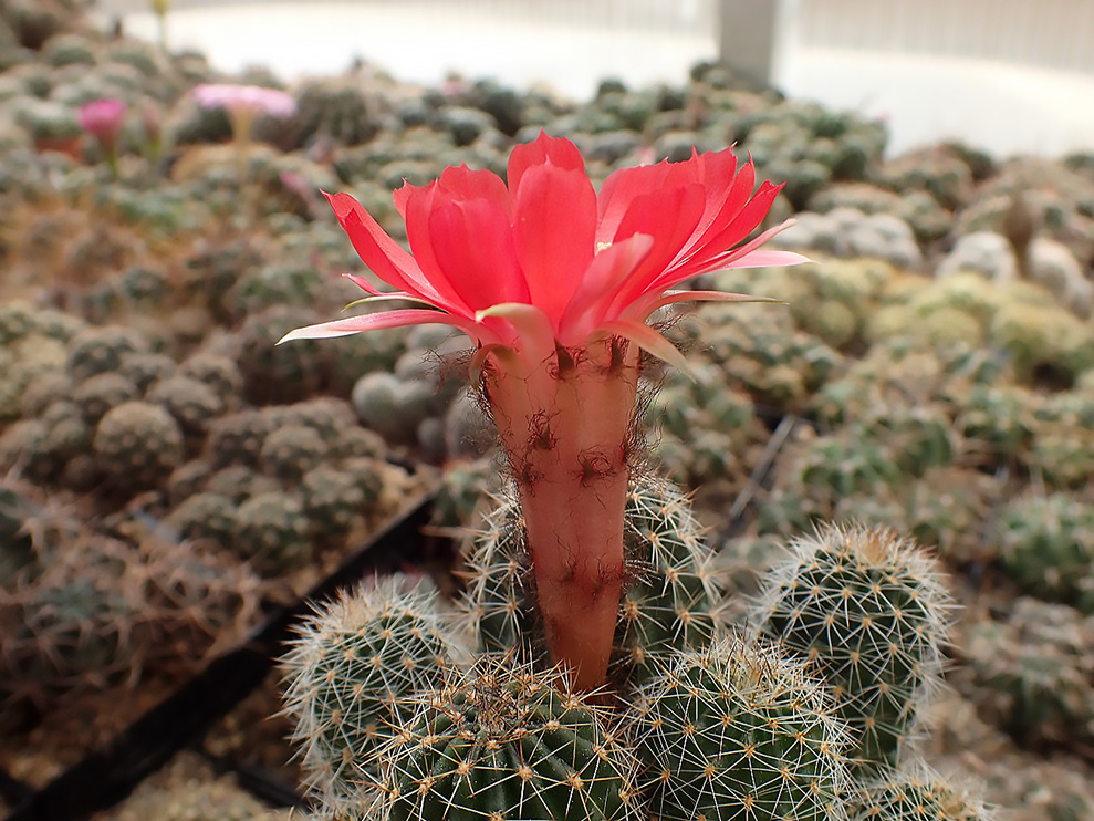 Lobivia saltensis :: Kaktusy-sukulenty-masozravky