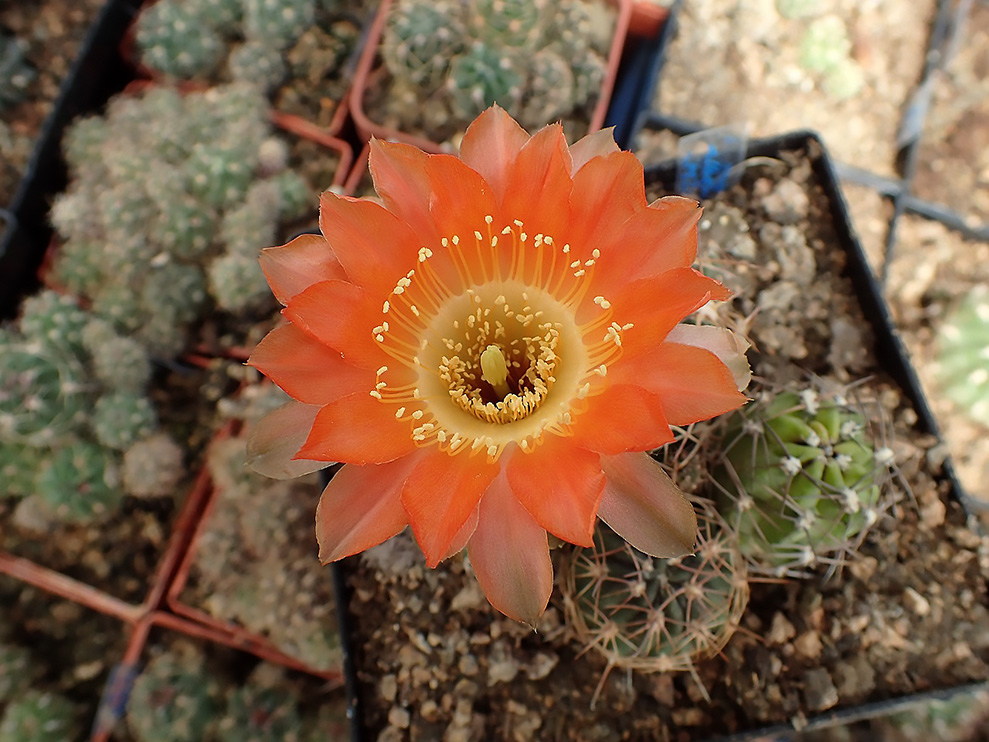 Lobivia pugionacantha - variety :: Kaktusy-sukulenty-masozravky