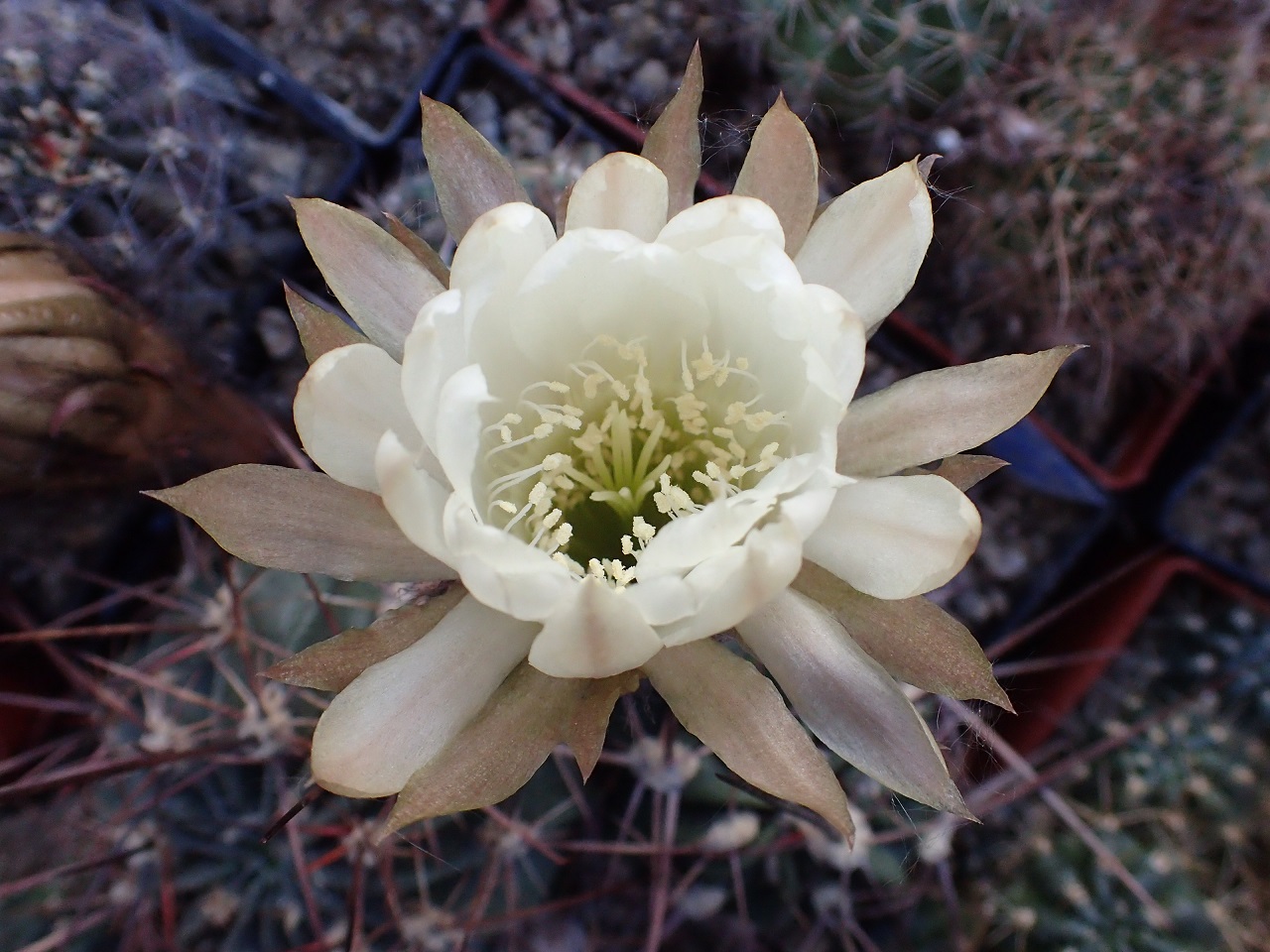 Lobivia ferox :: Kaktusy-sukulenty-masozravky