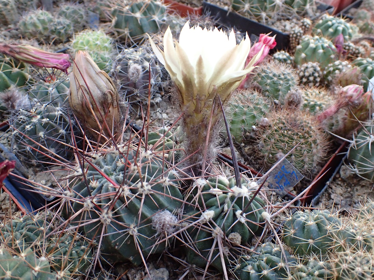 Lobivia ferox :: Kaktusy-sukulenty-masozravky