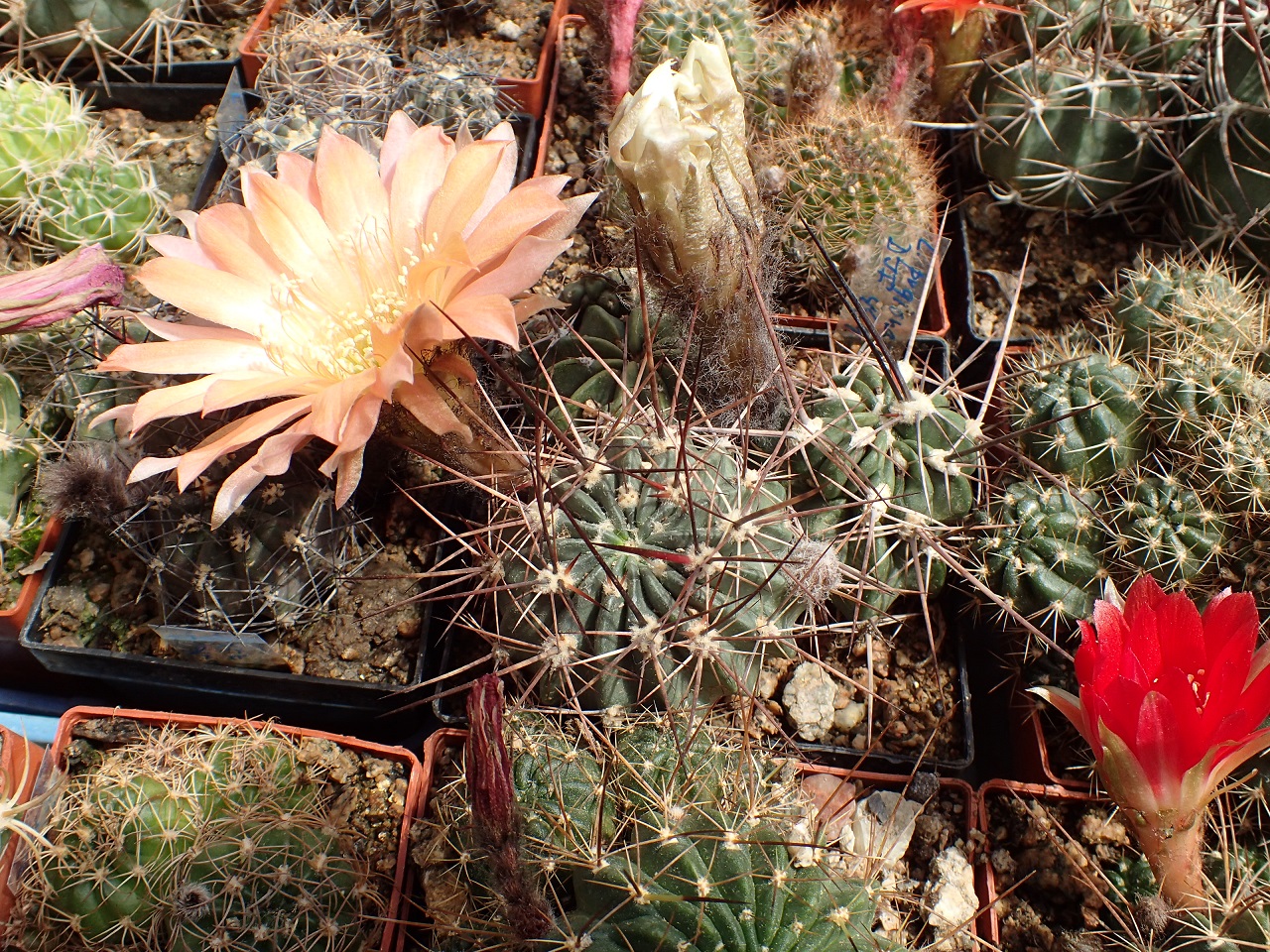 Lobivia ferox :: Kaktusy-sukulenty-masozravky