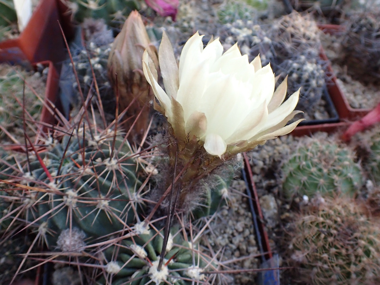 Lobivia ferox :: Kaktusy-sukulenty-masozravky