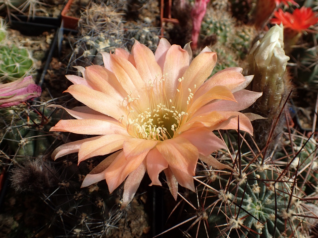 Lobivia ferox :: Kaktusy-sukulenty-masozravky