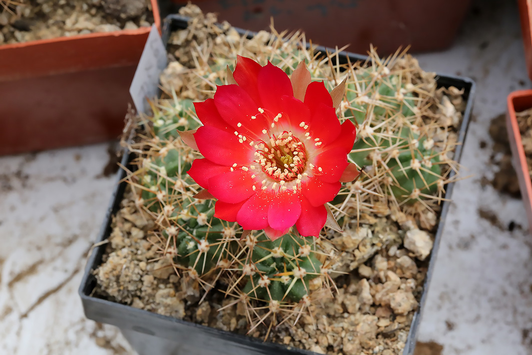 Lobivia hertrichiana - variety a formy :: Kaktusy-sukulenty-masozravky