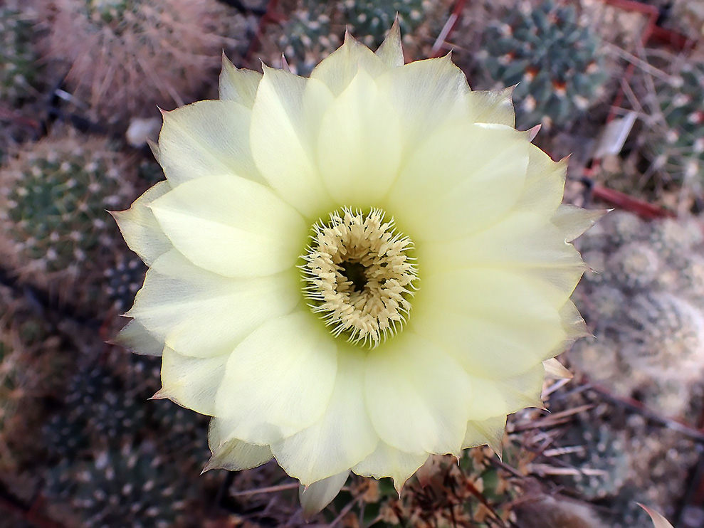 Lobivia aurea :: Kaktusy-sukulenty-masozravky