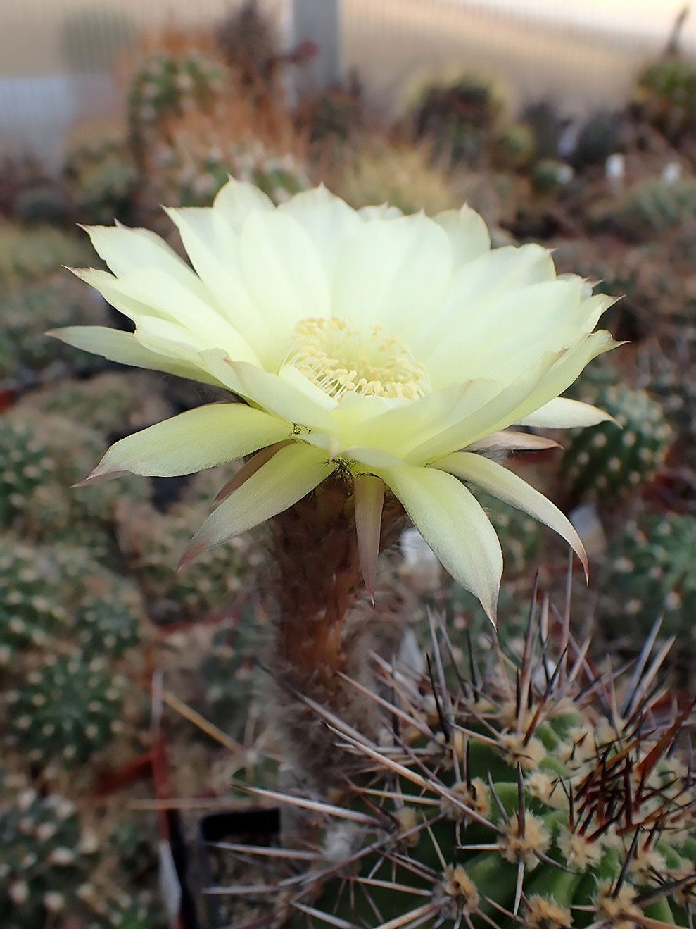 Lobivia aurea :: Kaktusy-sukulenty-masozravky