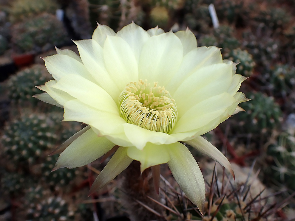 Lobivia aurea :: Kaktusy-sukulenty-masozravky