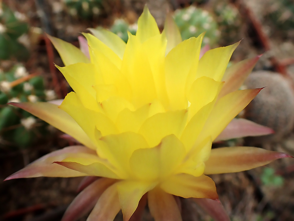 Lobivia aurea :: Kaktusy-sukulenty-masozravky