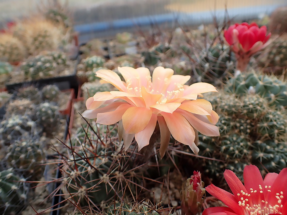 Lobivia ferox :: Kaktusy-sukulenty-masozravky