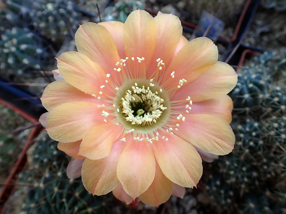 Lobivia ferox :: Kaktusy-sukulenty-masozravky