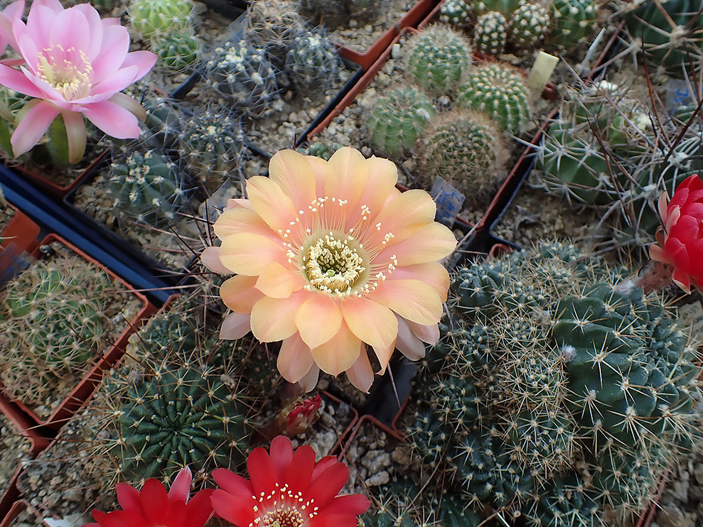 Lobivia ferox :: Kaktusy-sukulenty-masozravky