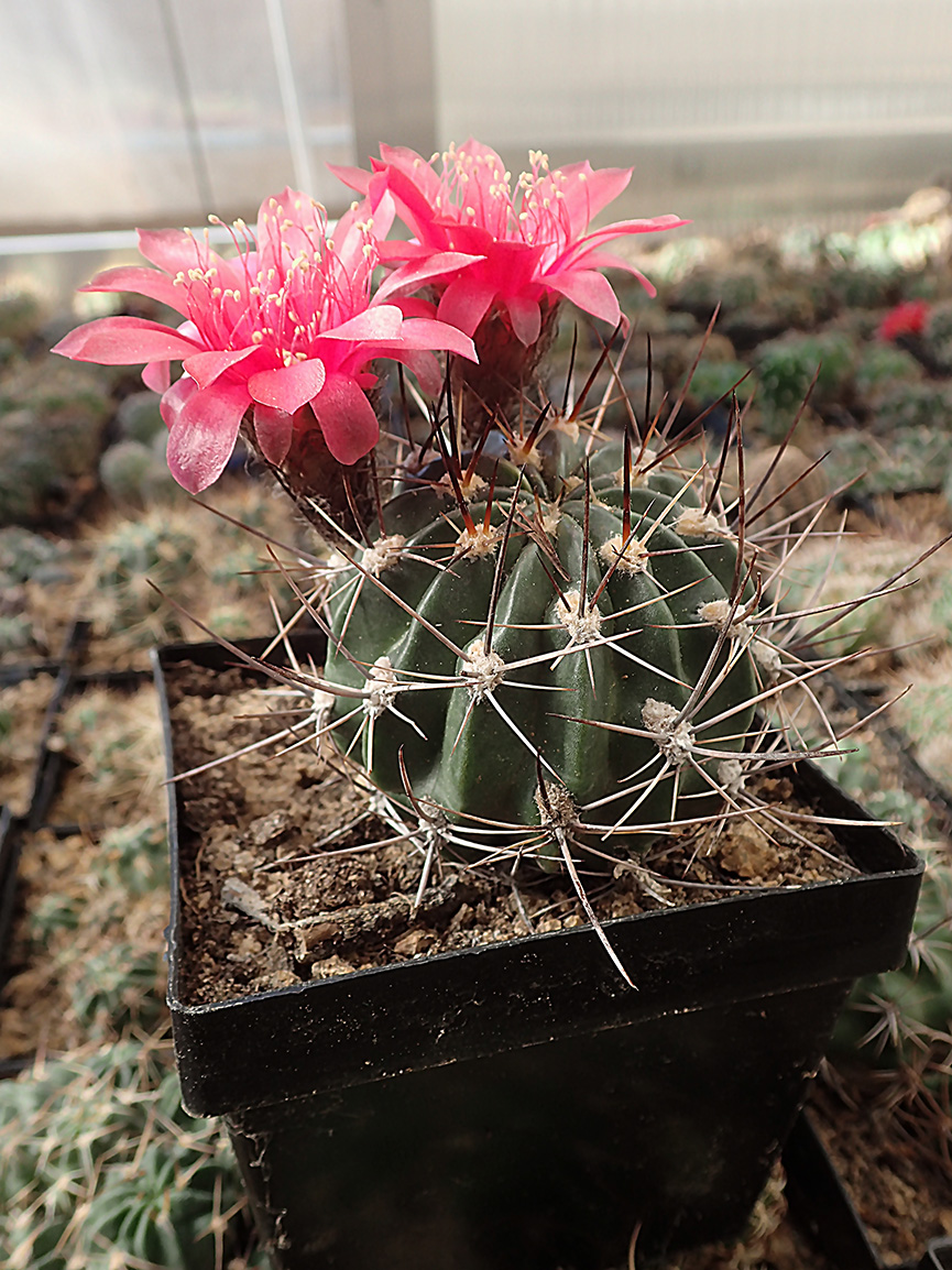 Lobivia lateritia - variety :: Kaktusy-sukulenty-masozravky