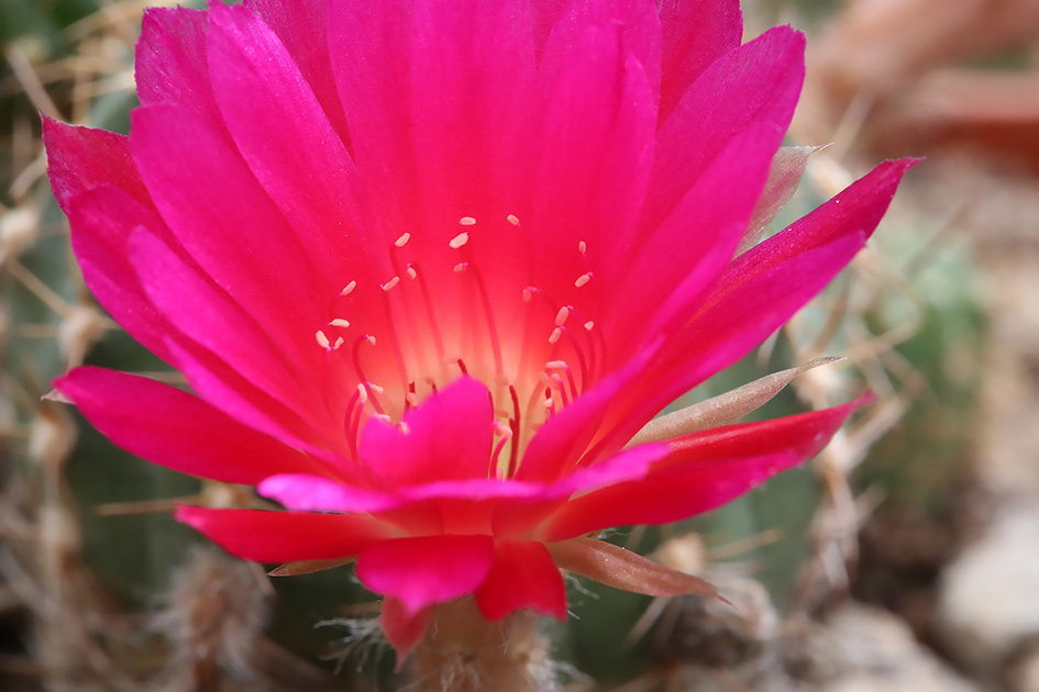 Lobivia hertrichiana - variety a formy :: Kaktusy-sukulenty-masozravky
