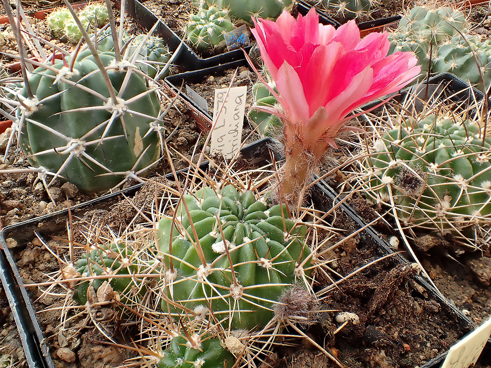 Lobivia hertrichiana :: Kaktusy-sukulenty-masozravky