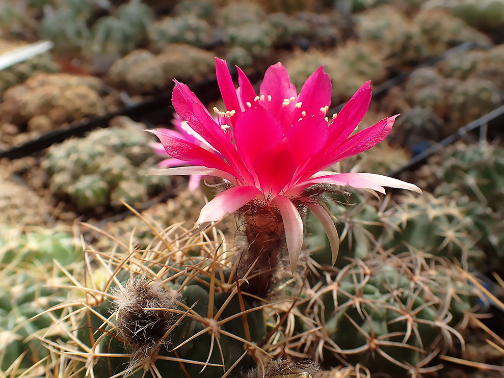Lobivia hertrichiana :: Kaktusy-sukulenty-masozravky