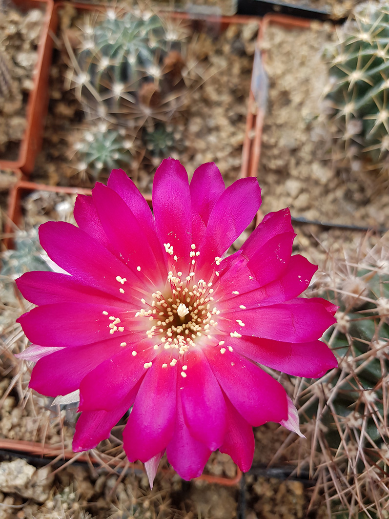 Lobivia hertrichiana :: Kaktusy-sukulenty-masozravky