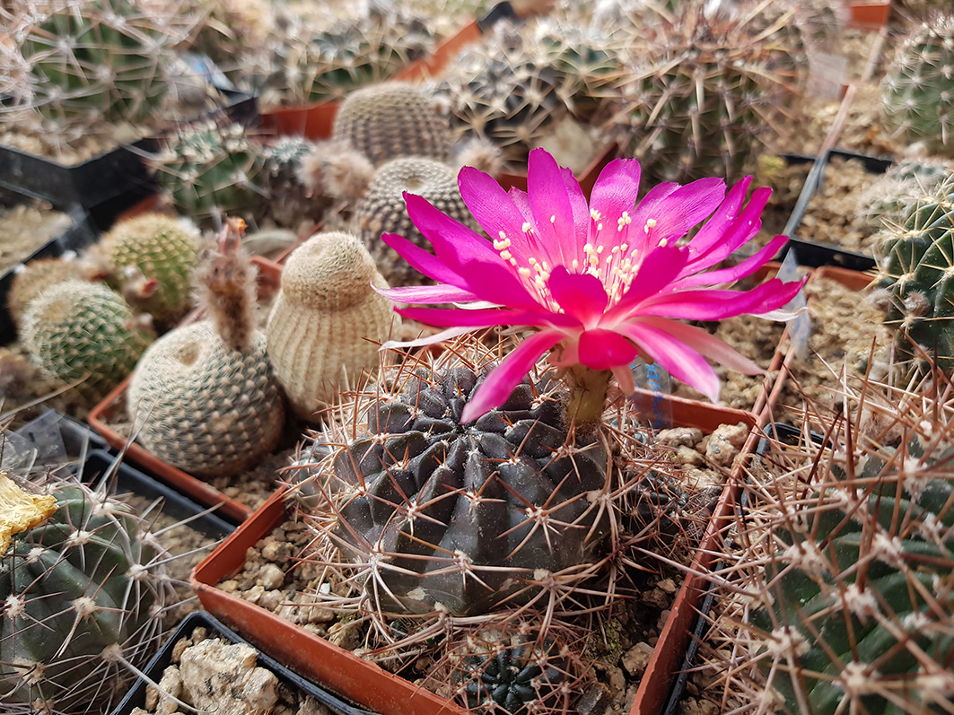 Lobivia hertrichiana :: Kaktusy-sukulenty-masozravky