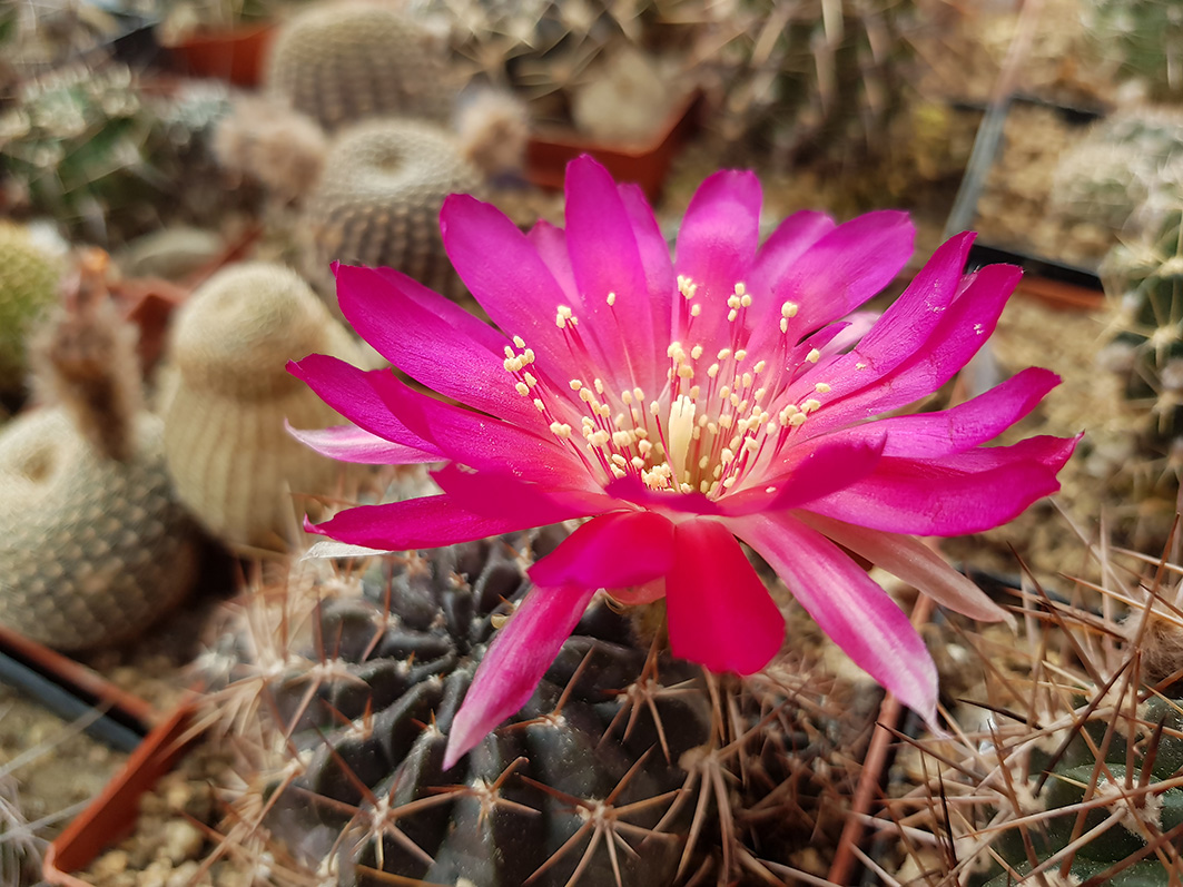 Lobivia hertrichiana :: Kaktusy-sukulenty-masozravky