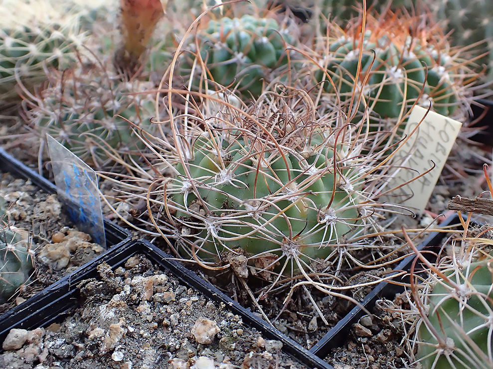 Lobivia haematantha - variety :: Kaktusy-sukulenty-masozravky
