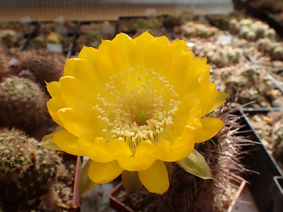 Lobivia haematantha - variety :: Kaktusy-sukulenty-masozravky