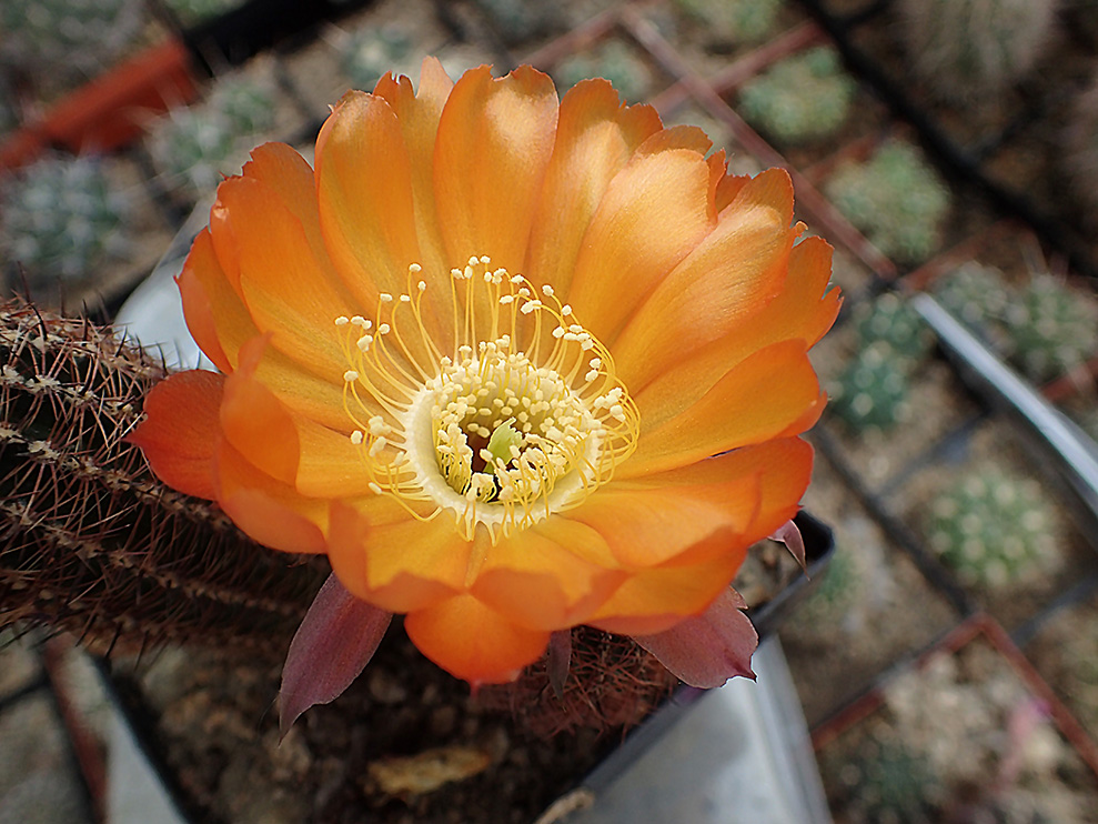 Lobivia haematantha - variety :: Kaktusy-sukulenty-masozravky