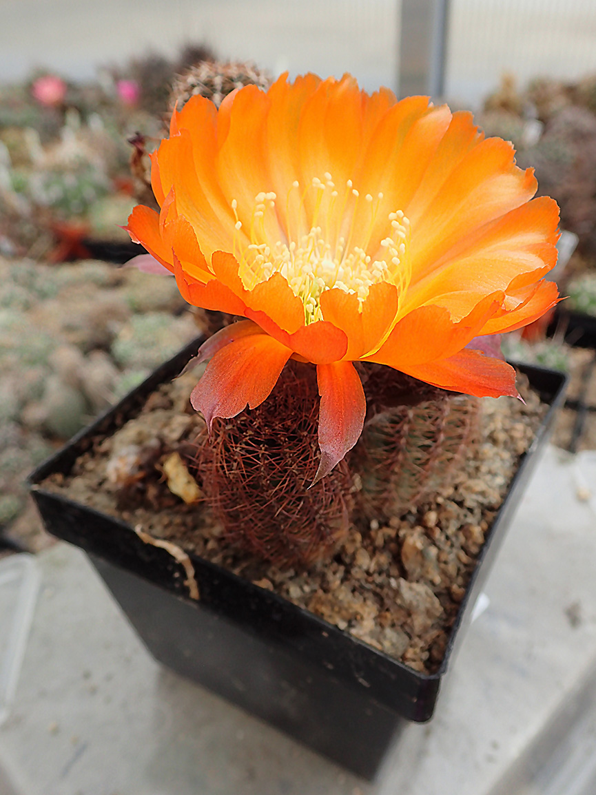 Lobivia haematantha - variety :: Kaktusy-sukulenty-masozravky