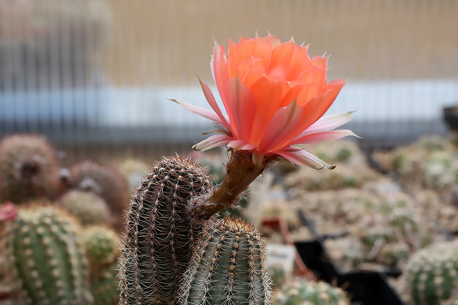 Lobivia haematantha - variety :: Kaktusy-sukulenty-masozravky