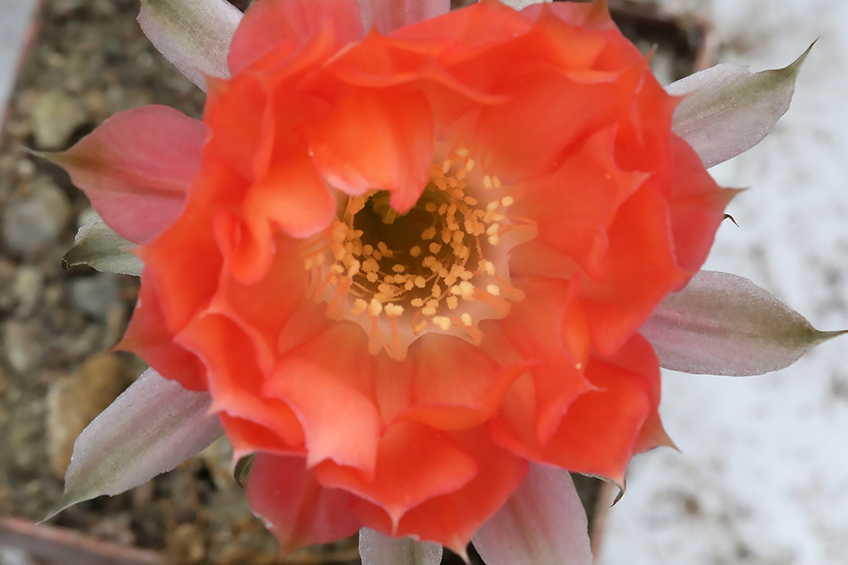 Lobivia haematantha - variety :: Kaktusy-sukulenty-masozravky