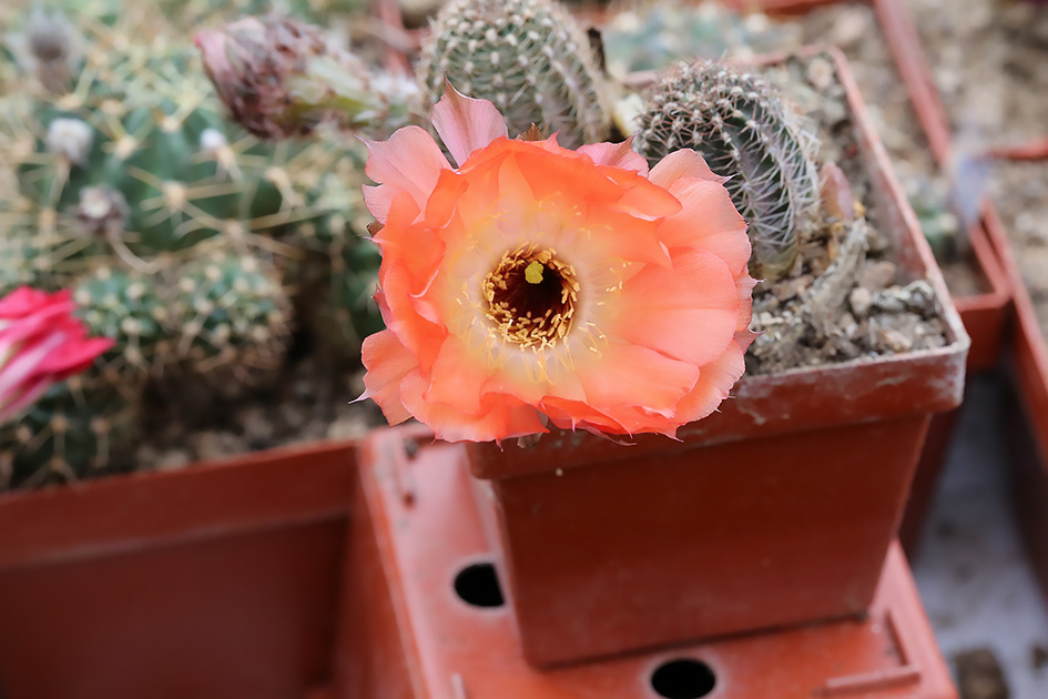 Lobivia haematantha - variety :: Kaktusy-sukulenty-masozravky