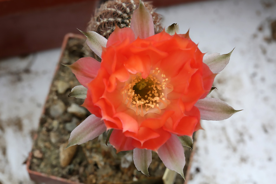 Lobivia haematantha - variety :: Kaktusy-sukulenty-masozravky