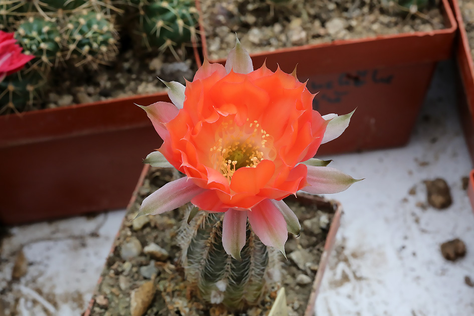 Lobivia haematantha - variety :: Kaktusy-sukulenty-masozravky