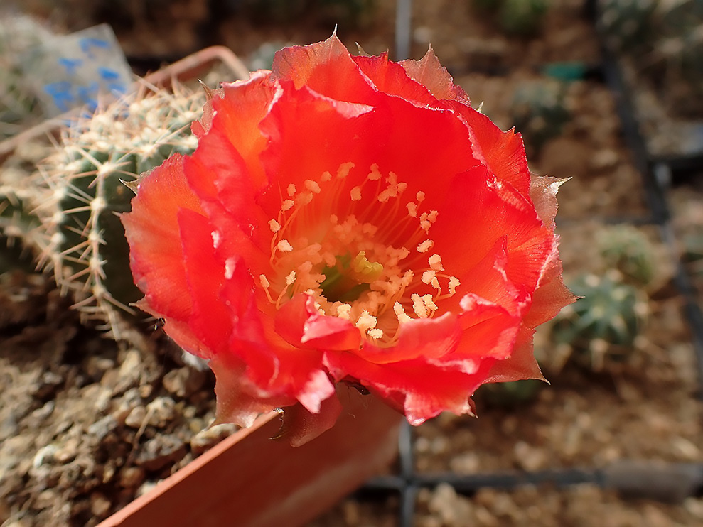 Lobivia haematantha - variety :: Kaktusy-sukulenty-masozravky