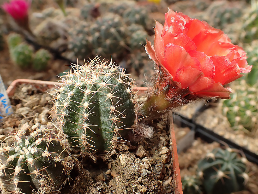 Lobivia haematantha - variety :: Kaktusy-sukulenty-masozravky