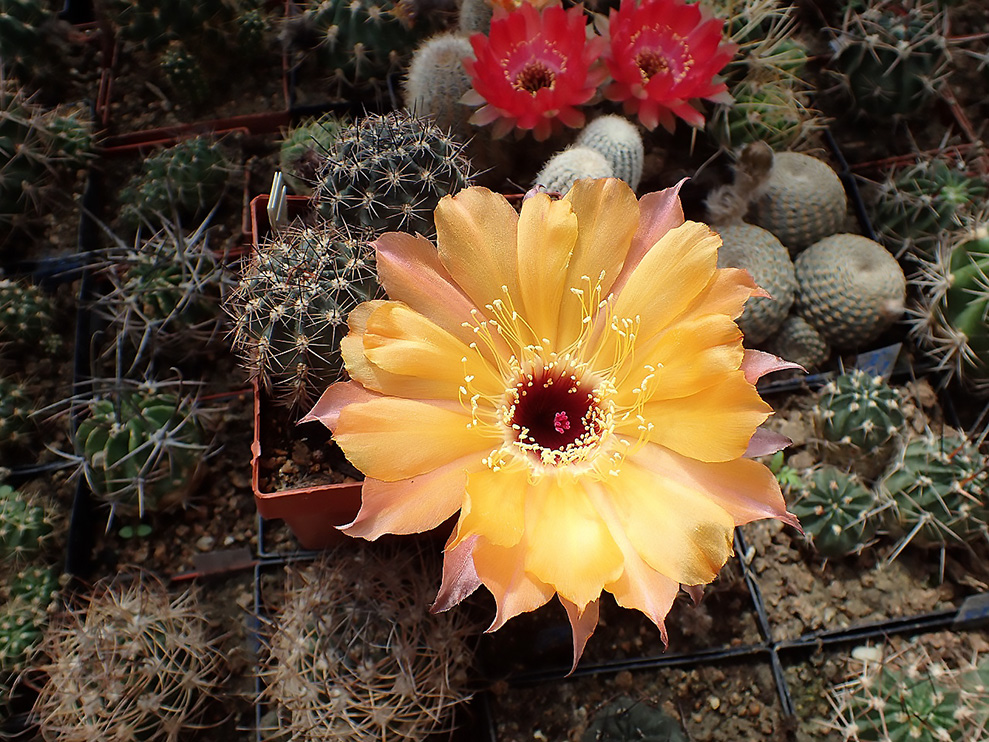 Lobivia haematantha - variety :: Kaktusy-sukulenty-masozravky