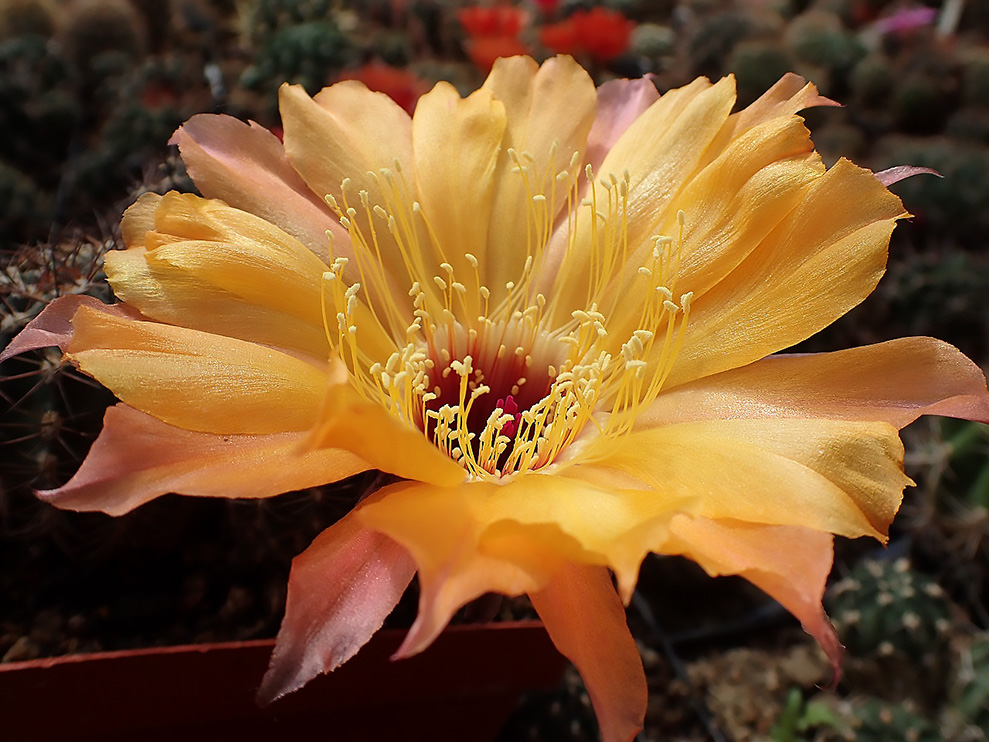 Lobivia haematantha - variety :: Kaktusy-sukulenty-masozravky