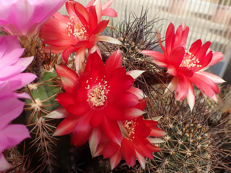 Lobivia haematantha :: Kaktusy-sukulenty-masozravky