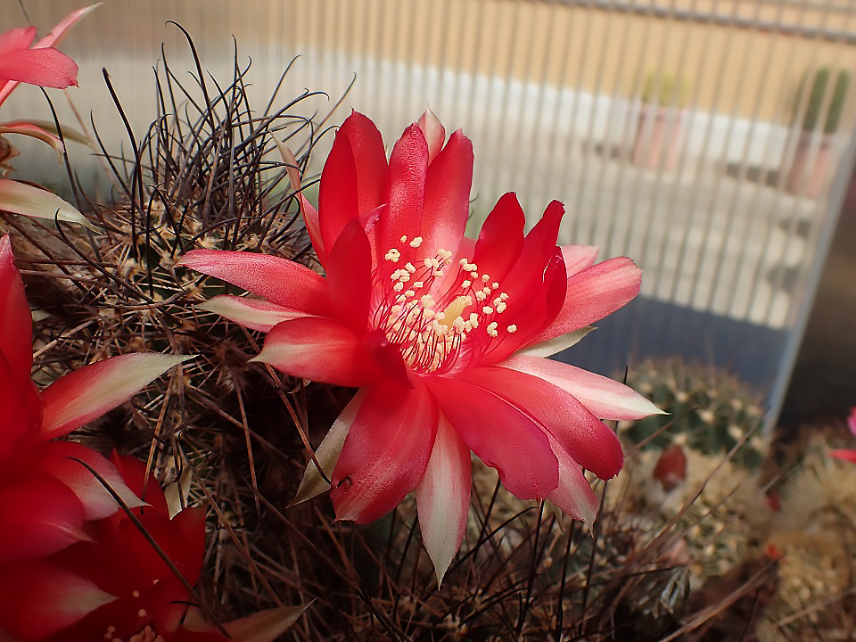 Lobivia haematantha :: Kaktusy-sukulenty-masozravky