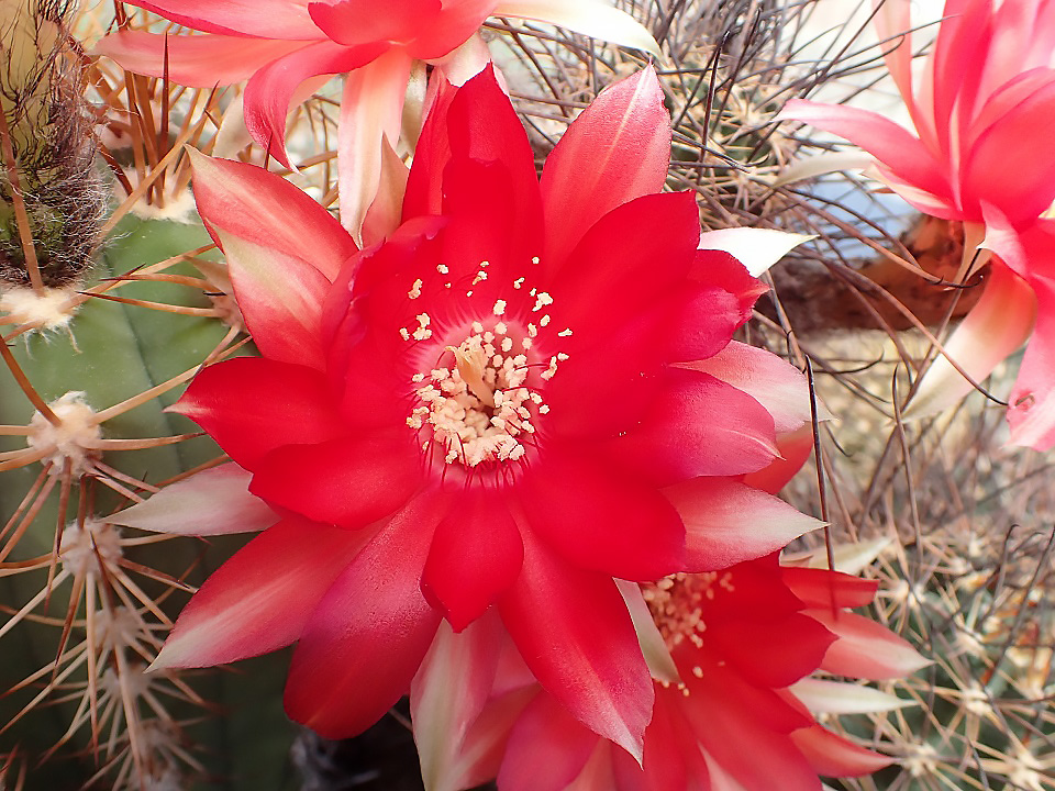 Lobivia haematantha :: Kaktusy-sukulenty-masozravky