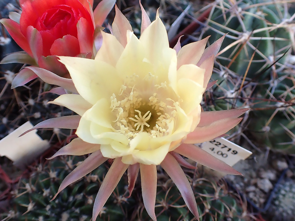 Lobivia ferox :: Kaktusy-sukulenty-masozravky