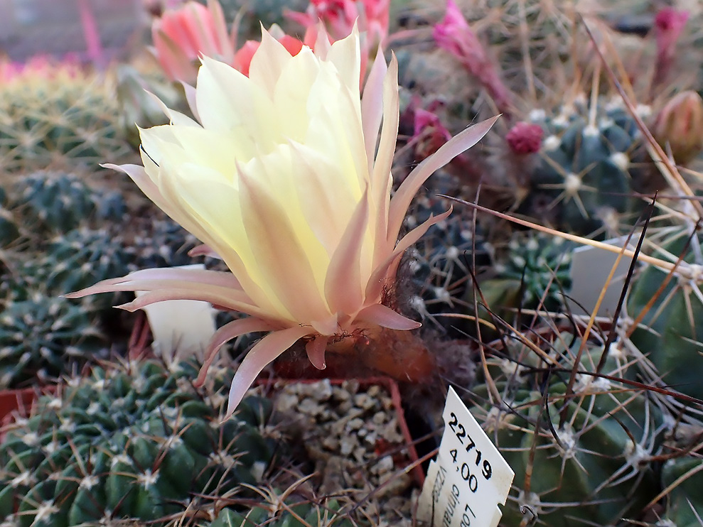 Lobivia ferox :: Kaktusy-sukulenty-masozravky