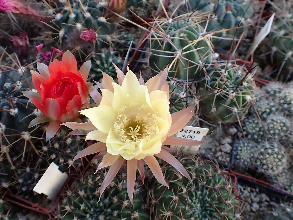 Lobivia ferox :: Kaktusy-sukulenty-masozravky