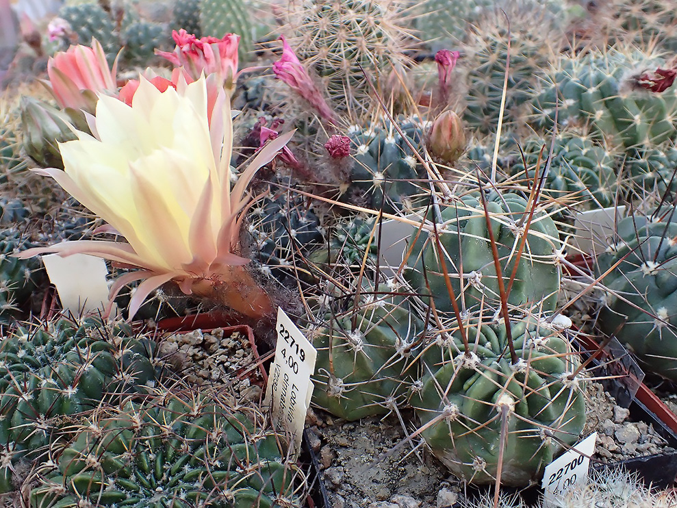 Lobivia ferox :: Kaktusy-sukulenty-masozravky