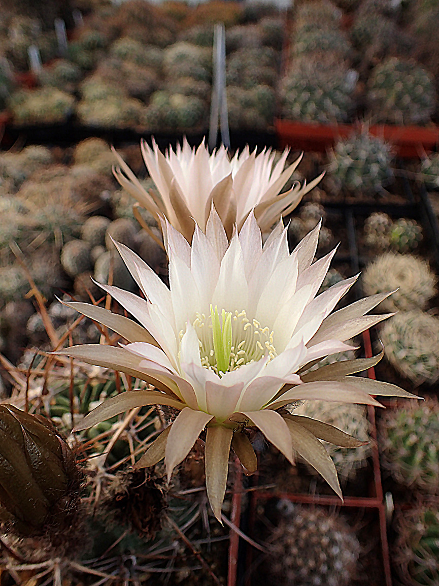 Lobivia ferox :: Kaktusy-sukulenty-masozravky